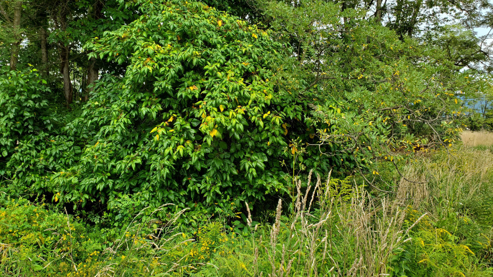 Growing Tips: Encountering the unexpected | News, Sports, Jobs - The ...